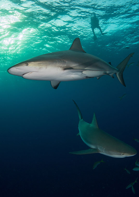 Shark Trust | Paul & Shark