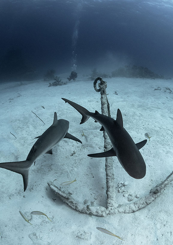 Shark Trust | Paul & Shark